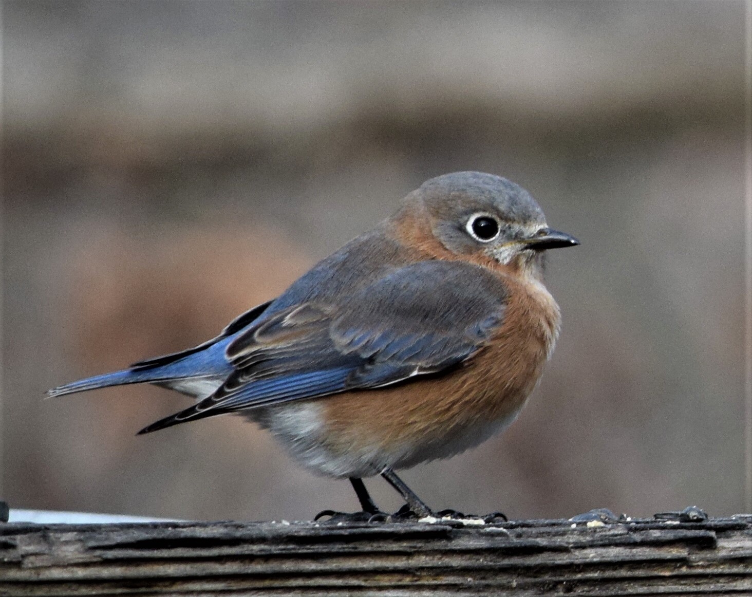 Bluebirds – CMKC STUDIO