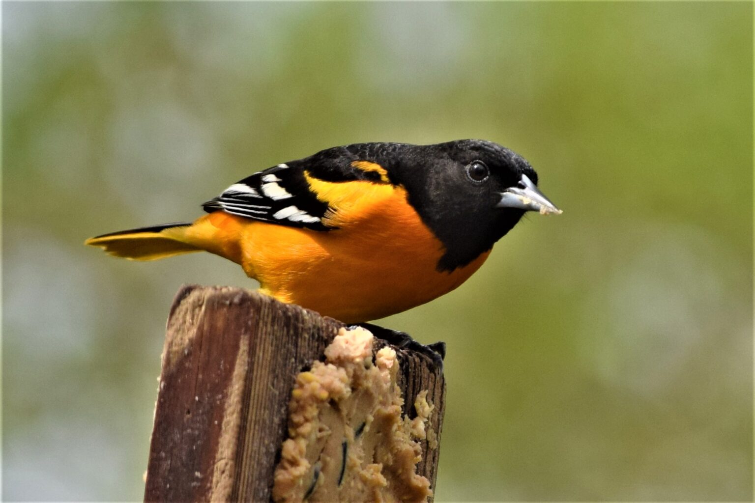 Shy Birds – CMKC STUDIO