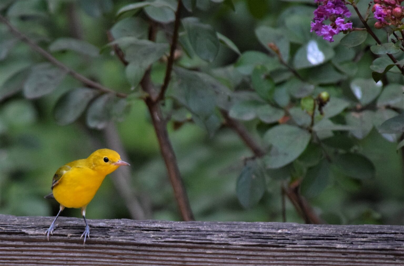 Shy Birds – CMKC STUDIO