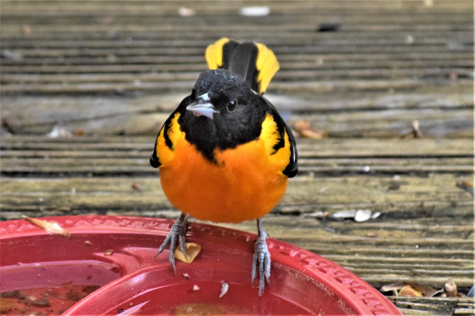 Shy Birds – CMKC STUDIO