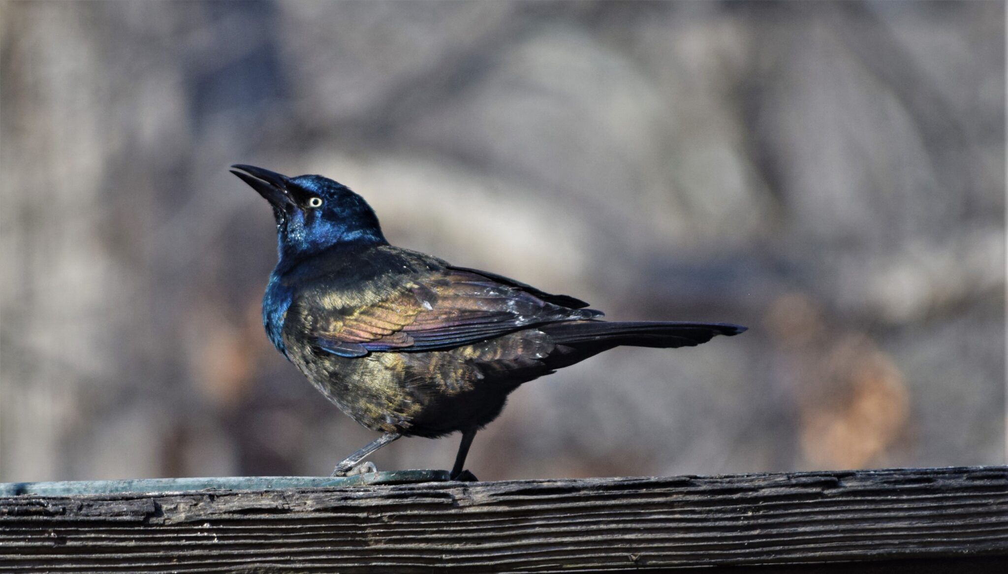 Shy Birds – CMKC STUDIO