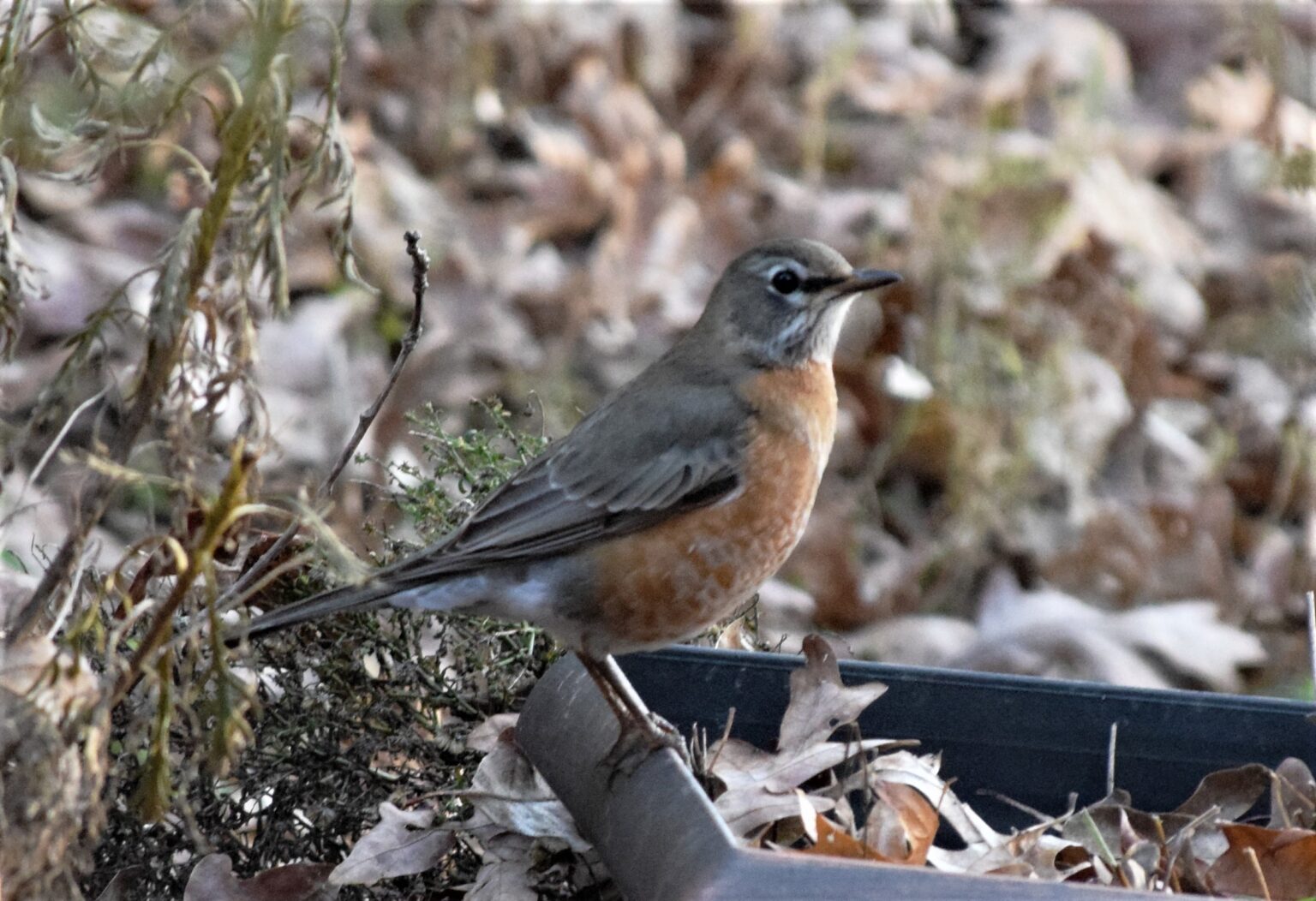 Shy Birds – CMKC STUDIO