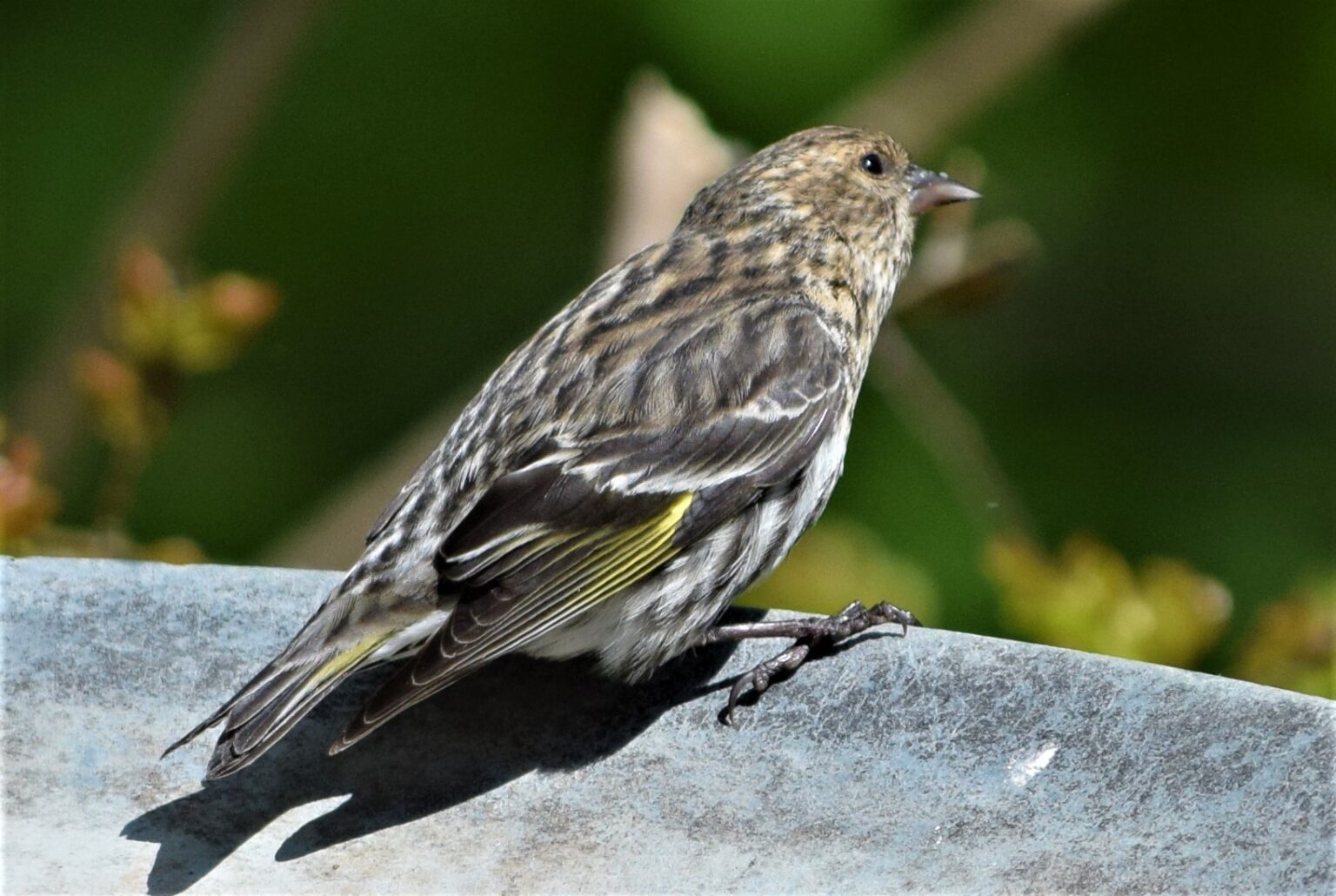 Shy Birds – CMKC STUDIO